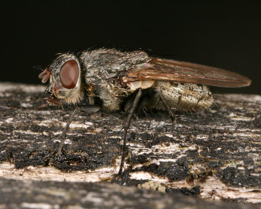 Diptera.info - Discussion Forum: pollenia sp. + Calliphora vicina