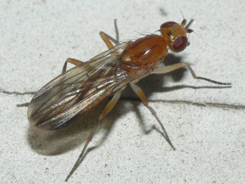 Diptera.info - Discussion Forum: Psilidae from may (23.05.12 ...