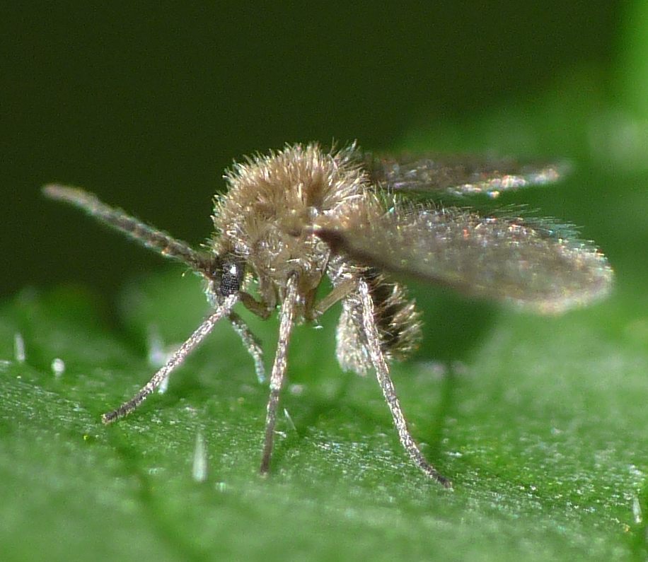 Diptera.info - Discussion Forum: Psychodidae