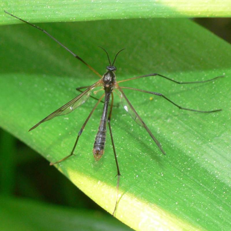 Diptera.info - Discussion Forum: Ptychoptera from garden (20.04.11 ...