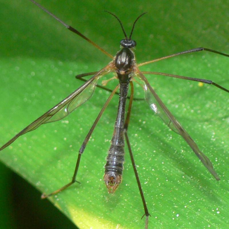 Diptera.info - Discussion Forum: Ptychoptera from garden (20.04.11 ...