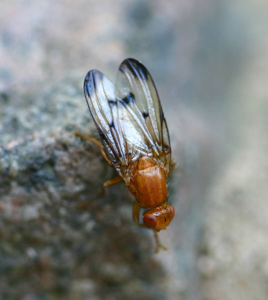 Diptera.info - Discussion Forum: Psilidae