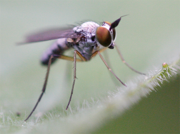 Diptera.info - Discussion Forum: Dolichopdidae 7 ID ->Argyra perplexa