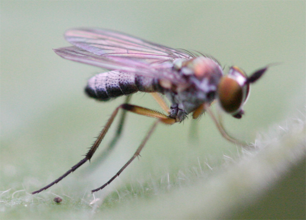Diptera.info - Discussion Forum: Dolichopdidae 7 ID ->Argyra perplexa