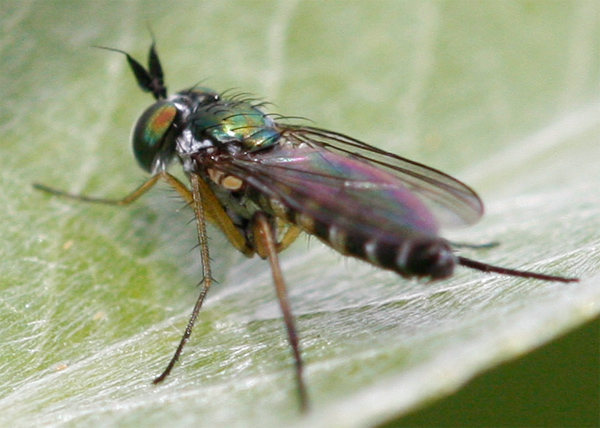 Diptera.info - Discussion Forum: Dolichopodidae 12 ID Belgium ->Argyra ...