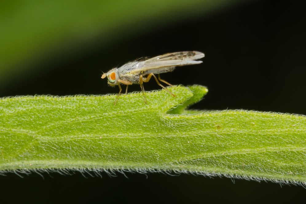 Diptera.info - Discussion Forum: Tephritidae