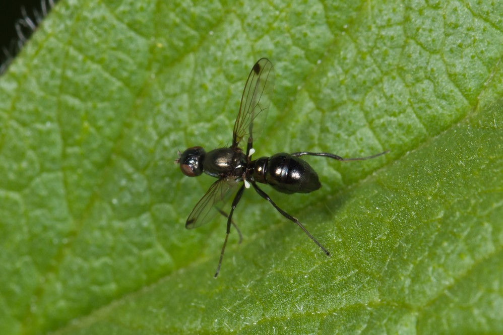 Diptera.info - Discussion Forum: Sepsidae