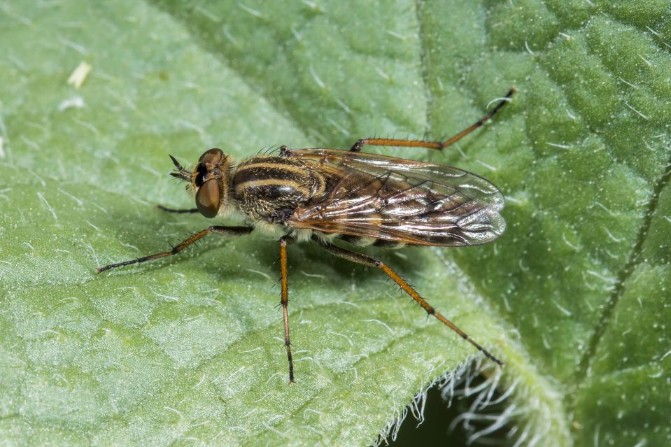Diptera.info - Discussion Forum: Therevidae