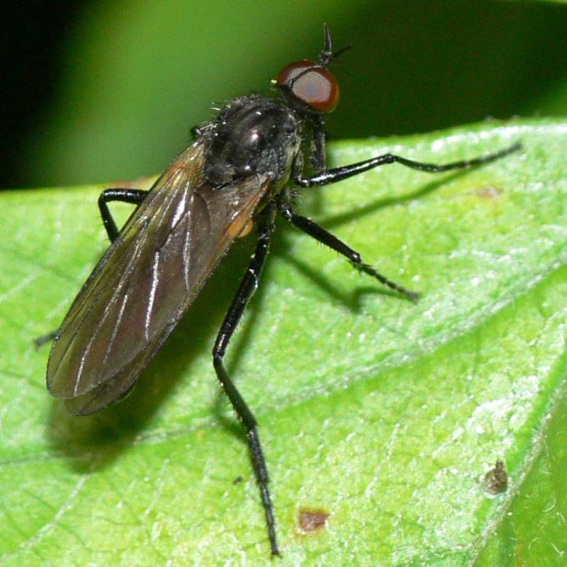 Diptera.info - Discussion Forum: Rhamphomyia (?, Empididae) from 05.05. ...