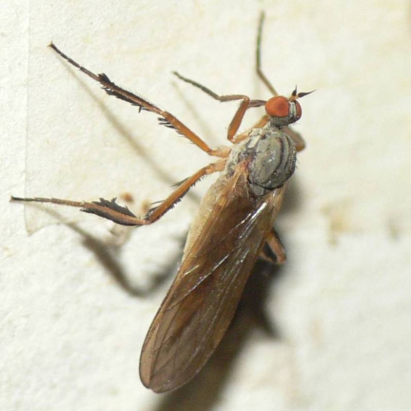 Diptera.info - Discussion Forum: Featherfooted Empididae from 09.06.14 ...