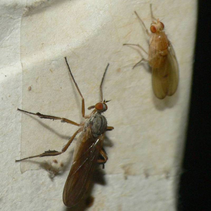 Diptera.info - Discussion Forum: Featherfooted Empididae from 09.06.14 ...