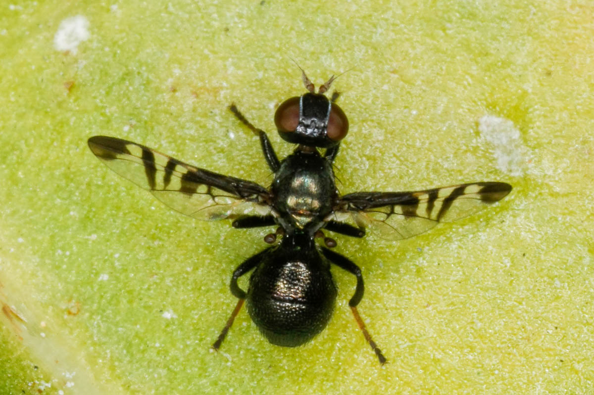 Diptera.info - Discussion Forum: Another Rivellia hispanica female