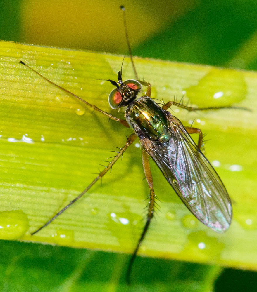 Diptera.info - Discussion Forum: Black thick antennaes, shiny thorax ...