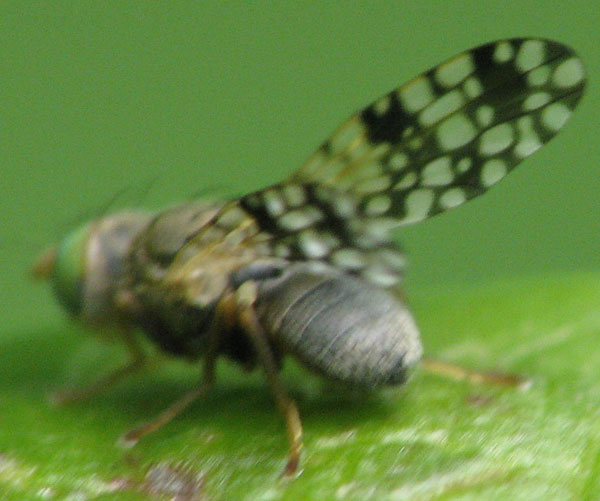 Diptera.info - Discussion Forum: Tephritidae, Tephritis praecox ...