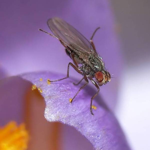Diptera.info - Discussion Forum: Tiny flies in garden: Drosophilidae ...
