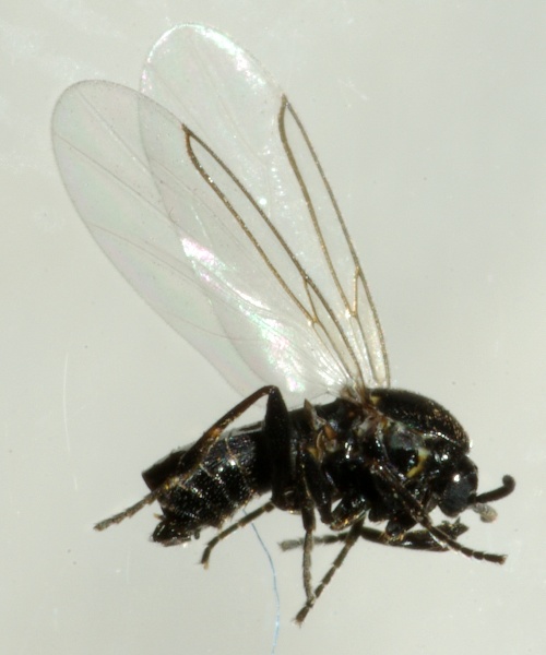 Diptera.info - Discussion Forum: Scatopsidae, Hungary1