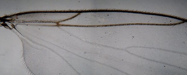 Diptera.info - Discussion Forum: Scatopsidae, NE HU, Oct 2009