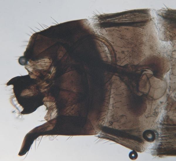 Diptera.info - Discussion Forum: Scatopsidae, NE Hu, nov