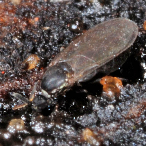 Diptera.info - Discussion Forum: Holoplagia lucifuga cf, Scatopsidae ...