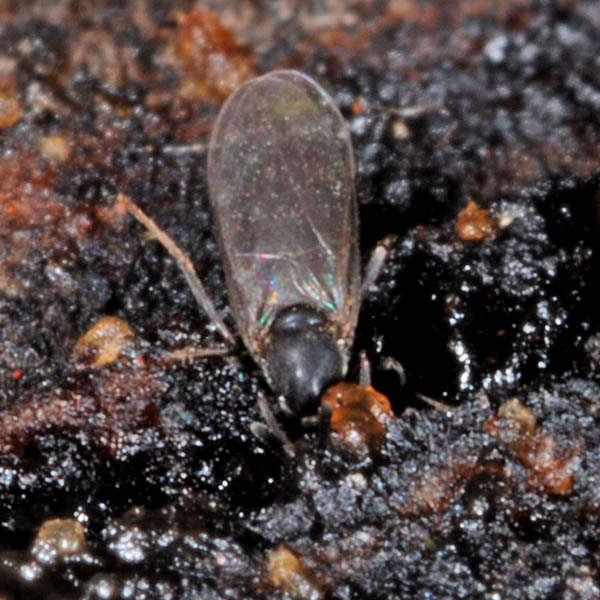 Diptera.info - Discussion Forum: Holoplagia lucifuga cf, Scatopsidae ...