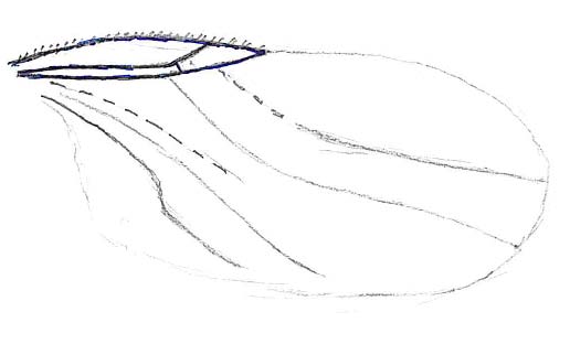 Diptera.info - Discussion Forum: Scatopsidae identification