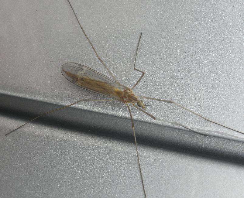 Diptera.info - Discussion Forum: Tipulidae (Portugal)