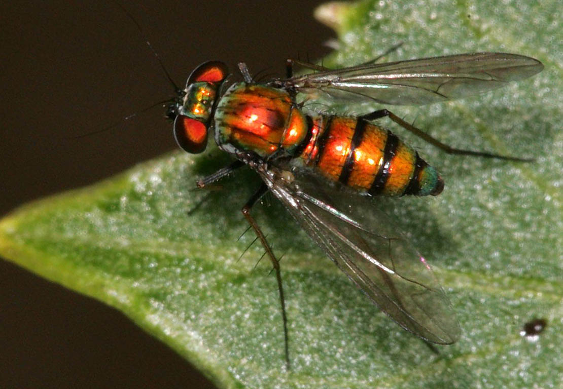 Diptera.info - Discussion Forum: My last two Sciapodinae, #1