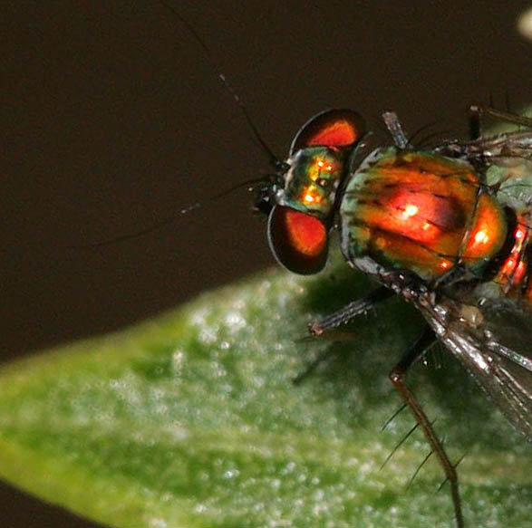 Diptera.info - Discussion Forum: My last two Sciapodinae, #1