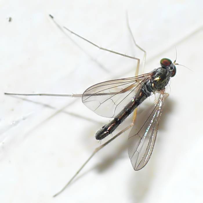 Diptera.info - Discussion Forum: Dolichopodidae: Sciapus? (19.06.09 ...