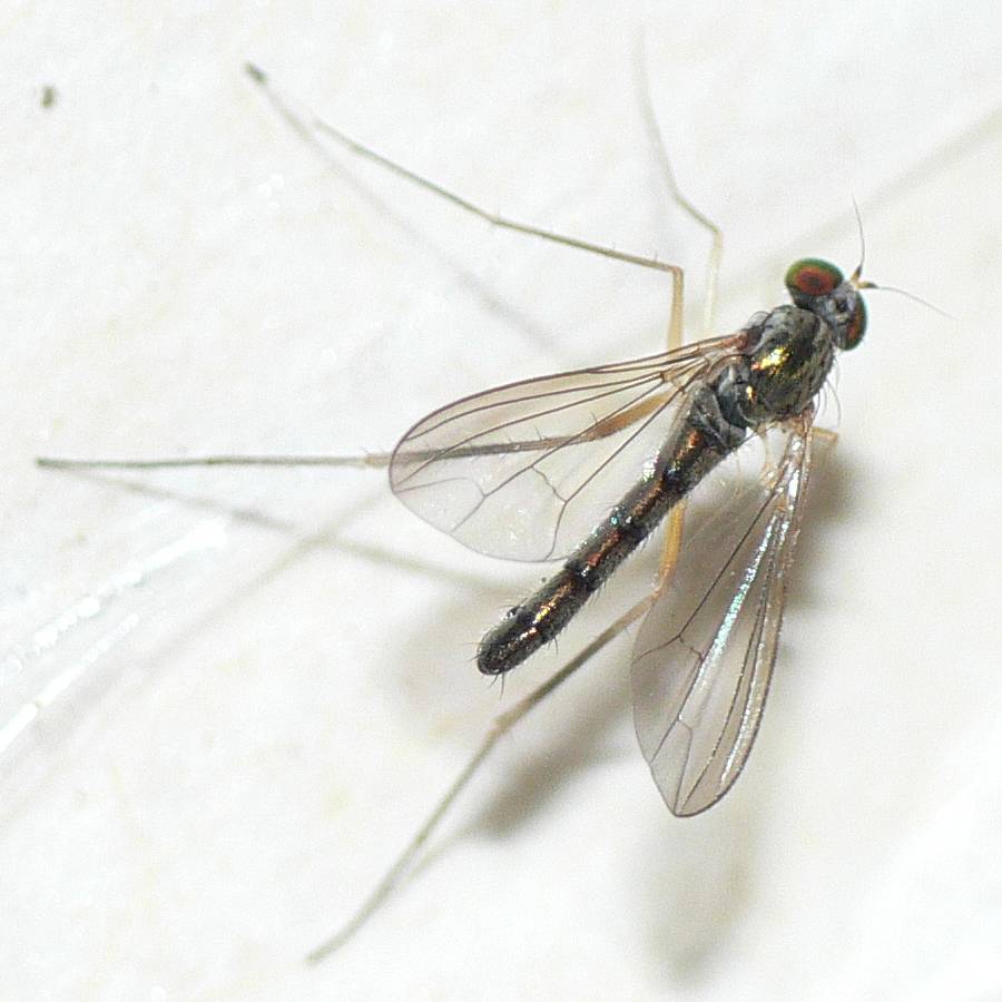 Diptera.info - Discussion Forum: Dolichopodidae: Sciapus? (19.06.09 ...