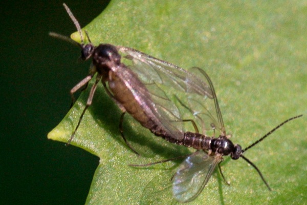 Diptera.info - Discussion Forum: Mating Sciaridae