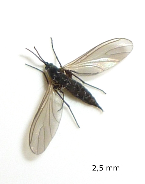 Diptera.info - Discussion Forum: Sciaridae