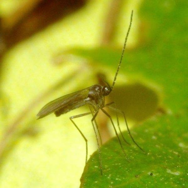 Diptera.info - Discussion Forum: Little Sciaridae, Hungary2 with long ...