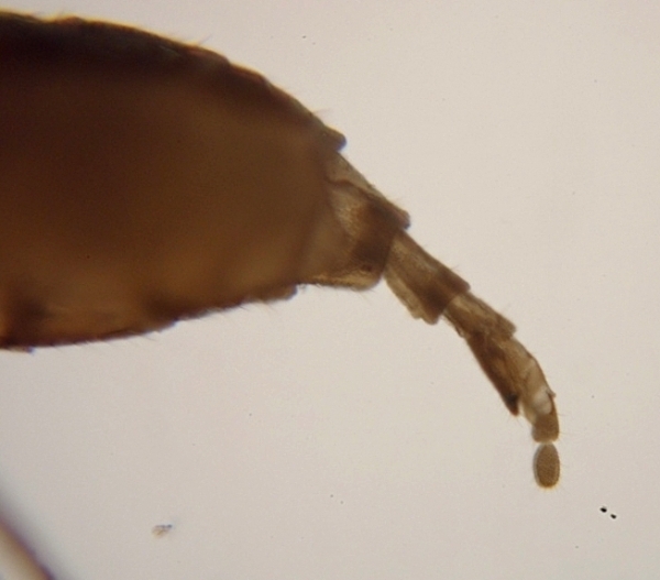 Diptera.info - Discussion Forum: Little Sciaridae, Hungary