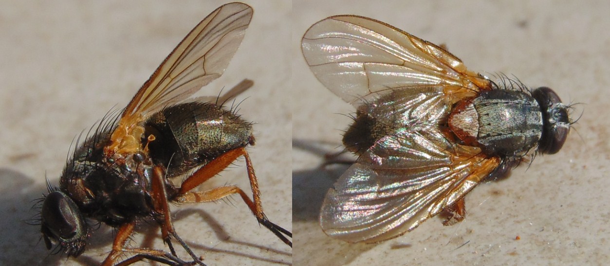 Diptera.info - Discussion Forum: Fannia lustrator? --> Mydaea humeralis ...