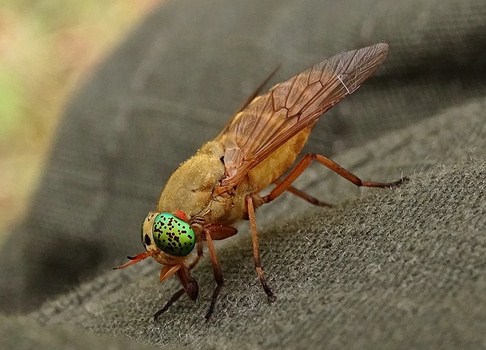 Diptera.info - Discussion Forum: Silvius alpinus?