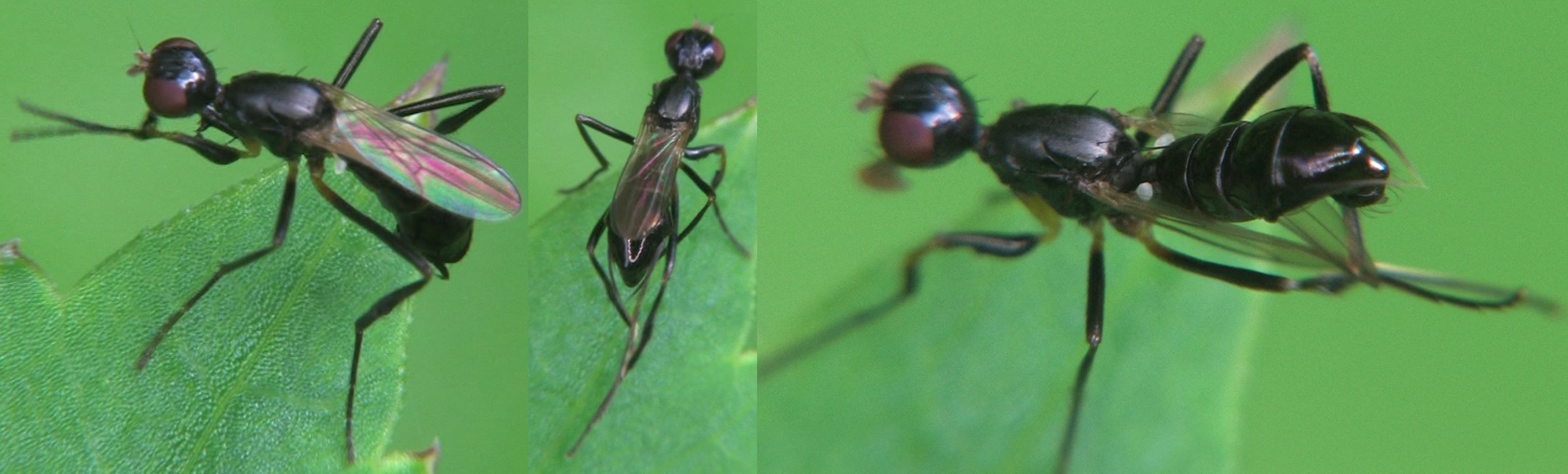 Diptera.info - Discussion Forum: Sepsidae, Themira? (Austria)