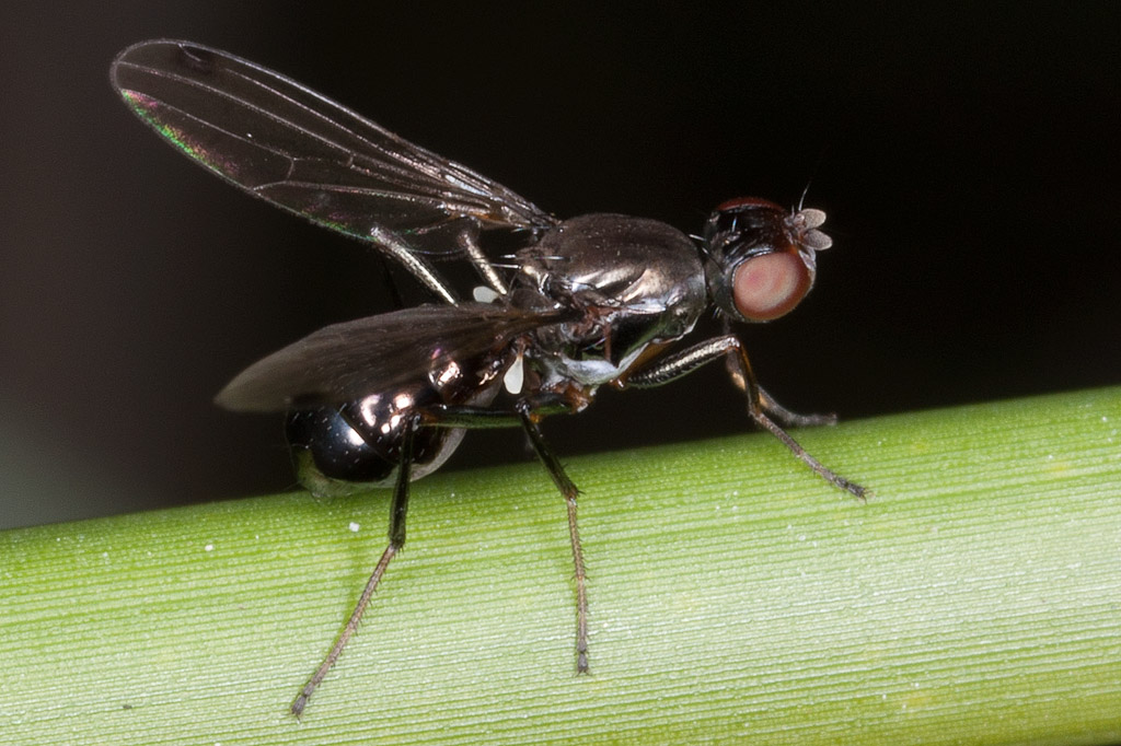 Diptera.info - Discussion Forum: Sepsidae > Sepsis fulgens
