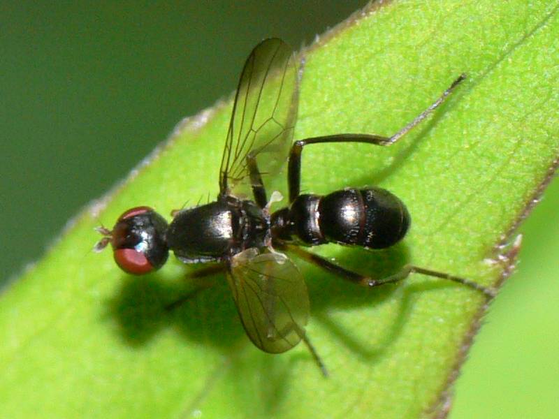 Diptera.info - Discussion Forum: Sepsidae #3 from summer (20.06.11 ...