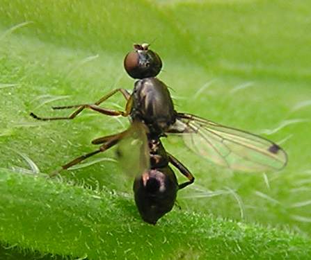 Diptera.info - Discussion Forum: Sepsis punctum? -> Sepsis sp.