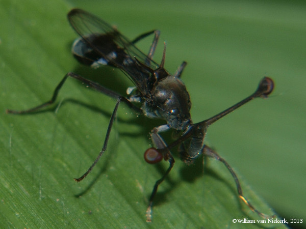Diptera.info - Discussion Forum: Diopsidae, Diasemopsis (alt ...