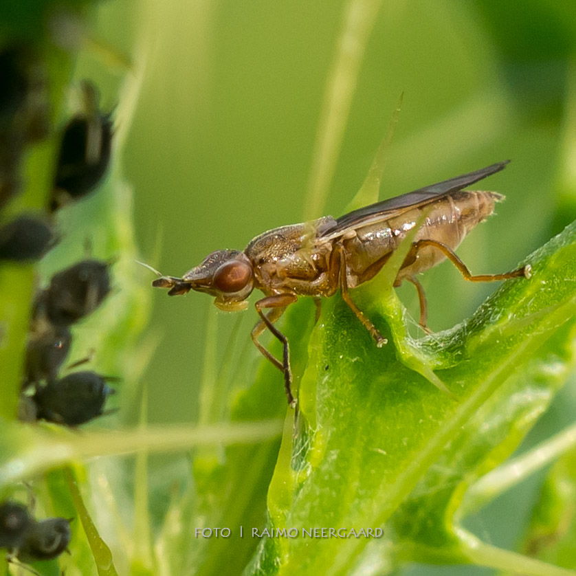 Diptera.info - Discussion Forum: Chloropidae > Platycephala planifrons