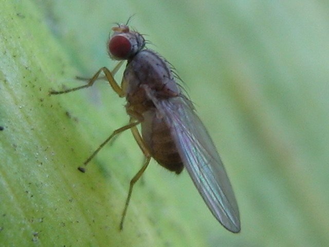 Diptera.info - Discussion Forum: Drosophilidae > Scaptomyza sp.