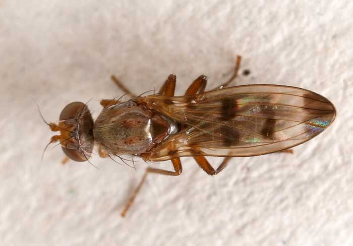 Diptera.info - Discussion Forum: Small fly. ->Geomyza tripunctata