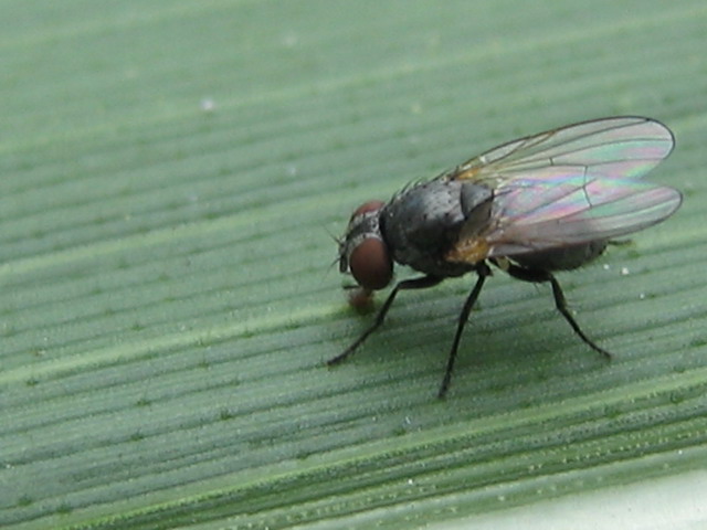 Diptera.info - Discussion Forum: Small, Muscid like fly > Fanniidae