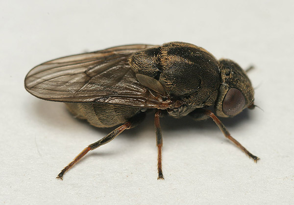 Diptera.info - Discussion Forum: Stratiomys sp?