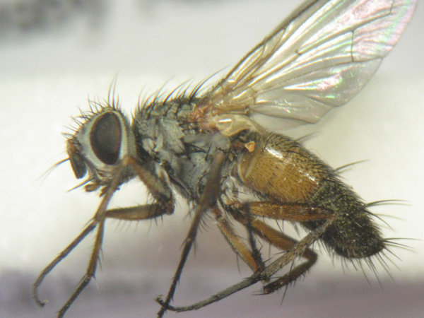 Diptera.info - Discussion Forum: Solieria pacifica
