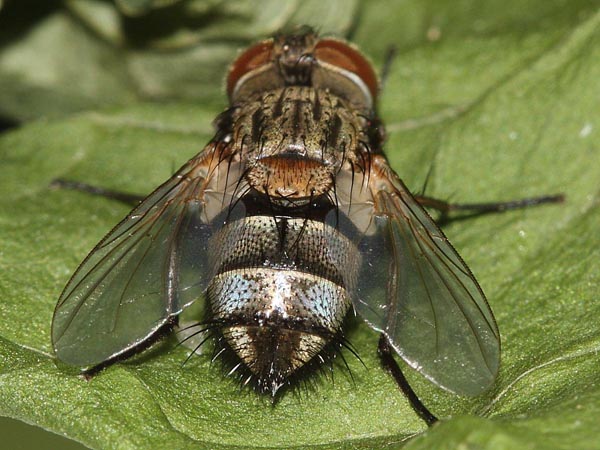 Diptera.info - Discussion Forum: Tachinidae Carcelia sp. genus?