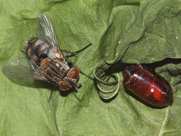 Diptera.info - Discussion Forum: Tachinidae Carcelia sp. genus?