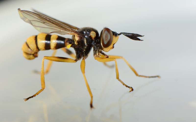 Diptera.info - Discussion Forum: Leopoldius signatus?